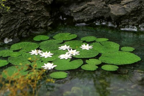 Model scene VG4-026 Waterlily