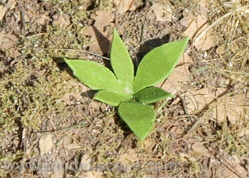 Model scene VG3-009 Low Weed - Type II