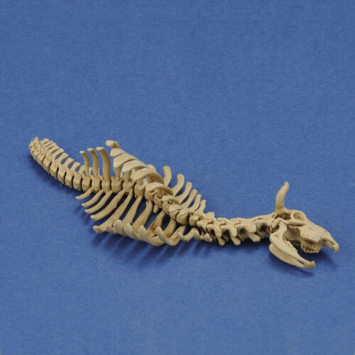 Royal Model di R. Reale 1046 Cow Skeleton No. 1