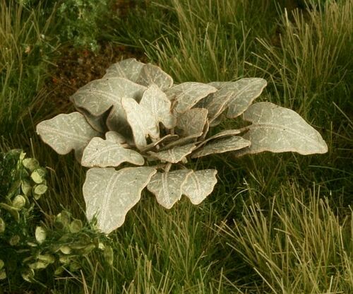 Model scene VG3-002 Burdock