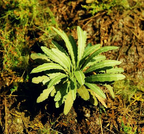 Model scene VG3-035 Asian fern