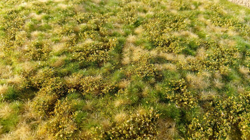 Model scene F511 Meadow With Low Bushes - Spring With Dry Turfs