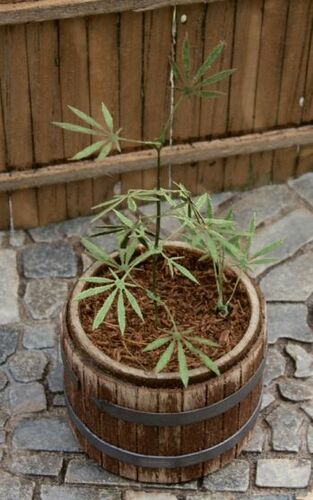 Model scene VG3-016 Cannabis