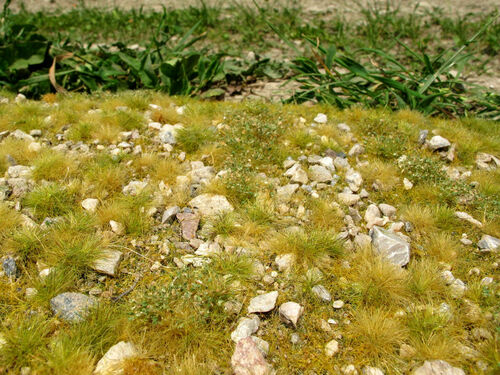 Model scene F723 Stonny (Calc) - Late Summer