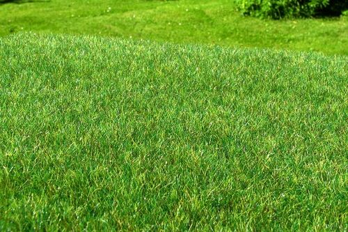Model scene F021 Meadow - High-Grown, Spring