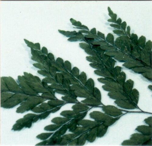 Peddinghaus-Decals 0071 Adiantum Blatter