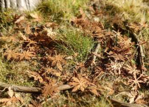Model scene L3-307 Rotten chestnut leaves