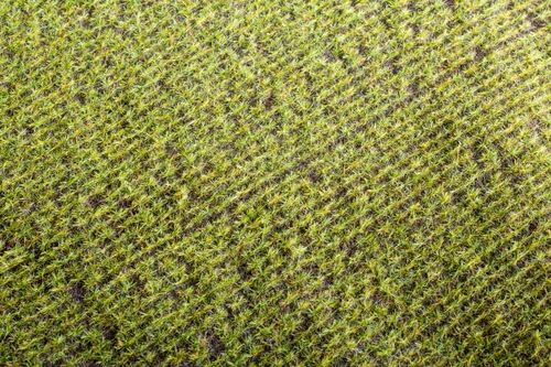 Model scene F401 Spring field