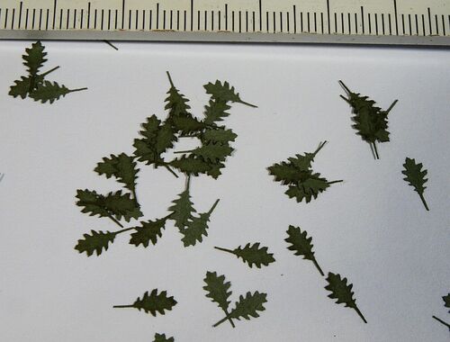 Model scene L3-006 Northern Red Oak - Green Leaves