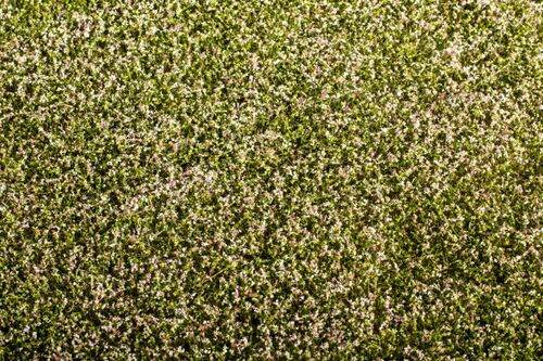 Model scene F430 Clover blooming