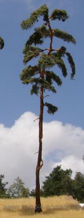 Model scene BR250 Pine-tree 230 mm - 260 mm