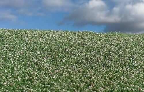 Model scene F460 Blooming poppy field