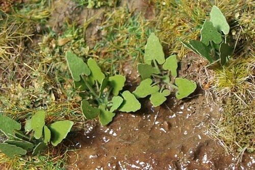 Model scene VGN-002 Burdock
