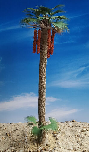 Reality in Scale PLM10 Large Fan Palm