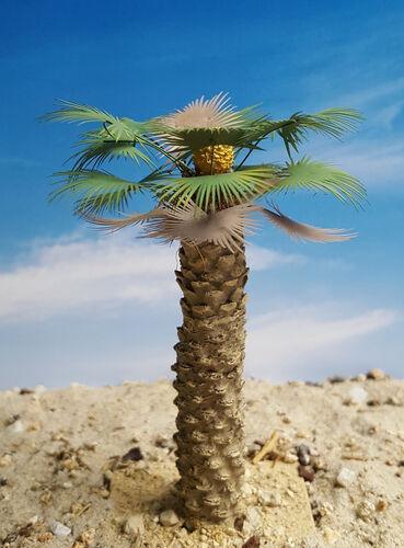 Reality in Scale PLM11 Thick Desert Fan Palm
