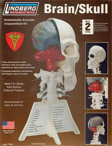 Lindberg 71306 Half Skull with removable brain!