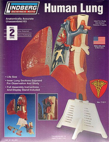 Lindberg 71311 Human Lung