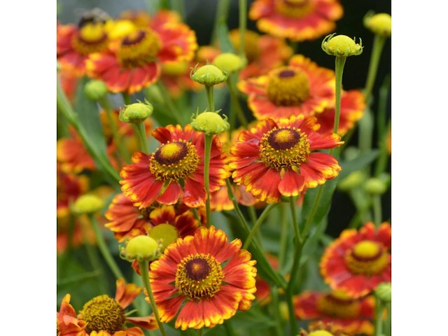 Helenium autumnale Helena (1000 semenki)