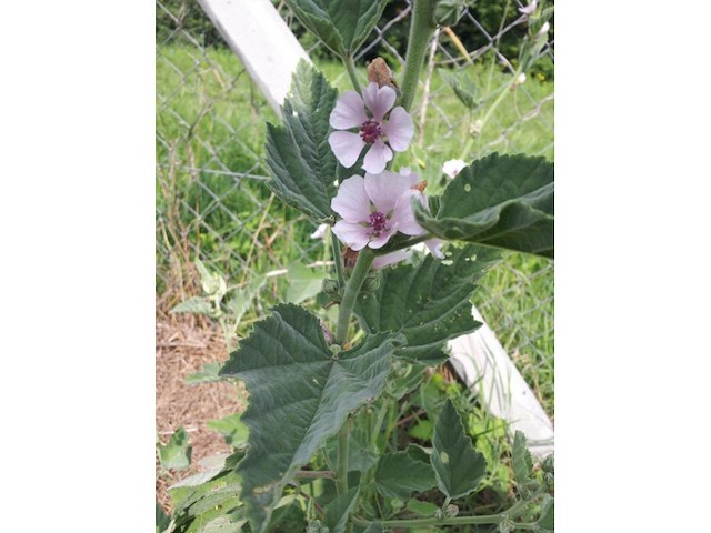 Beli slez lekoviti (Althaea officinalis) 200+ semena
