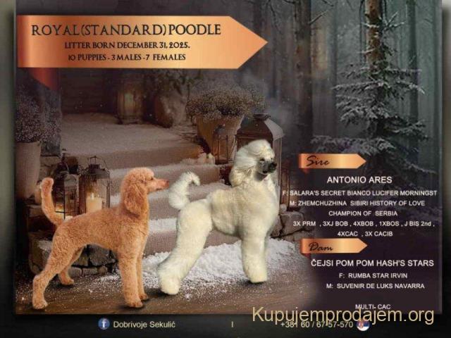 U ponudi štenci Kraljevske pudle vrhunskog porekla