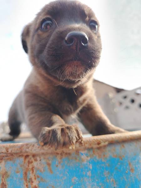 Tri kuce traže dom ❤️