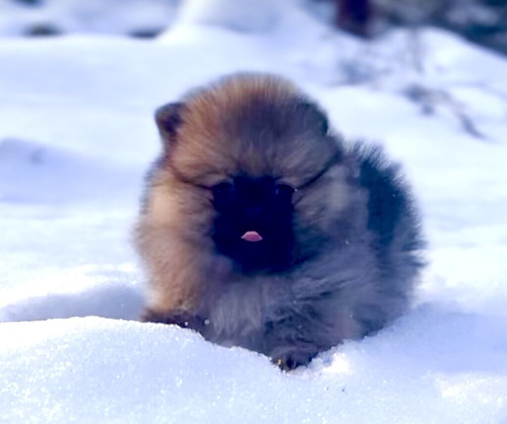 Pomeranac štenе – mini spic, pahuljasti medenjak - Rasa: pomeranski