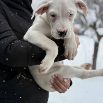 Dogo Argentino. zensko stene