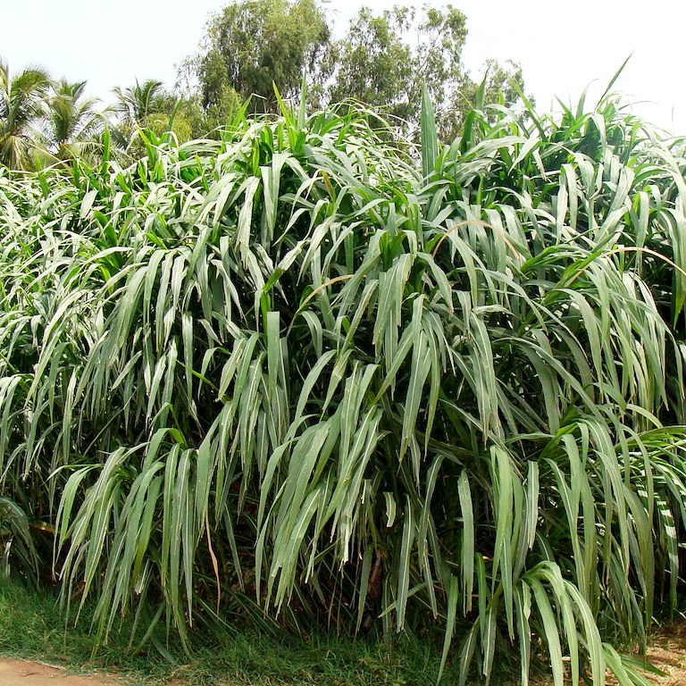 Napier trava (Cenchrus purpureus)