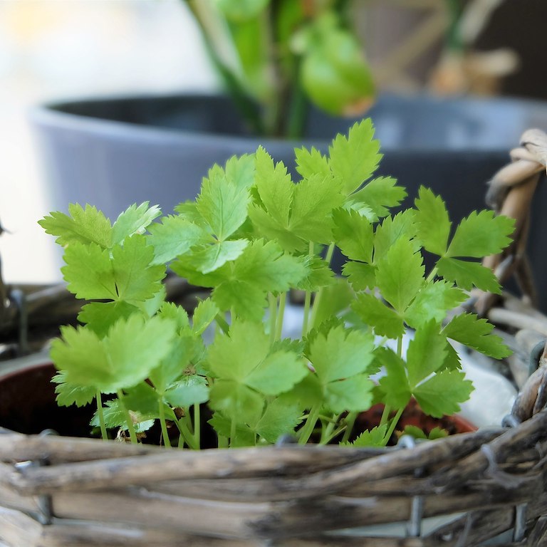 Mitsuba - Japanski Peršun Seme (Cryptotaenia Japonica)