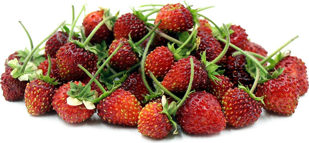Sumska Jagoda Seme RUGIA (Fragaria vesca)