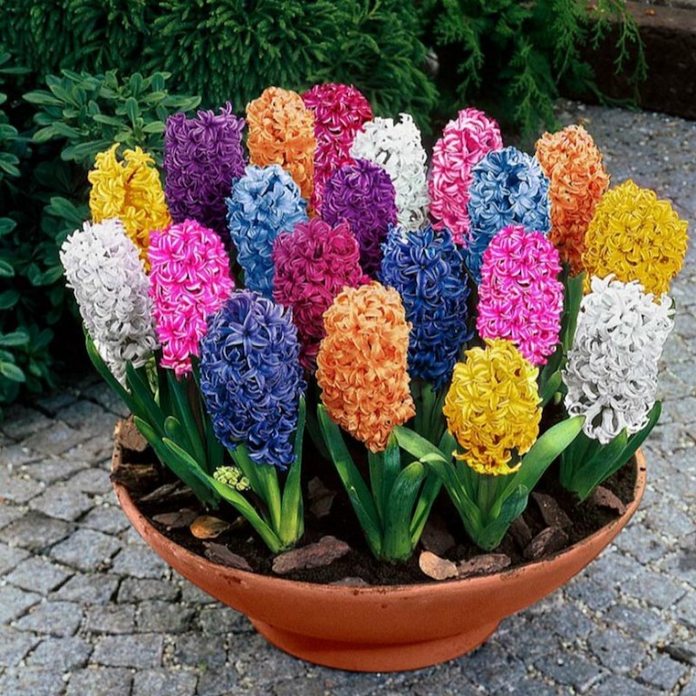 Zumbul Lukovice (Različite vrste) (Hyacinthus)