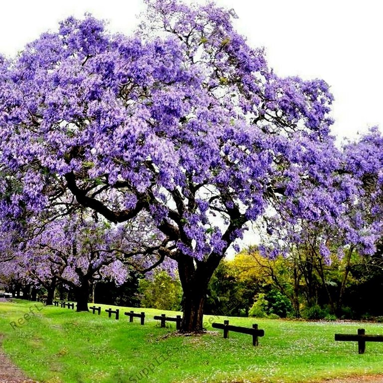 Paulownia Tomentosa - Paulovnija Seme