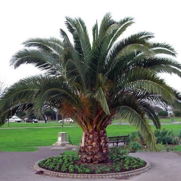 Seme Palme Kanarska datulja (Phoenix canariensis)