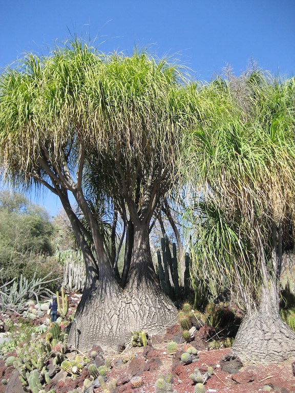 Seme palme Slonovo stopalo (Beaucarnea recurvata)