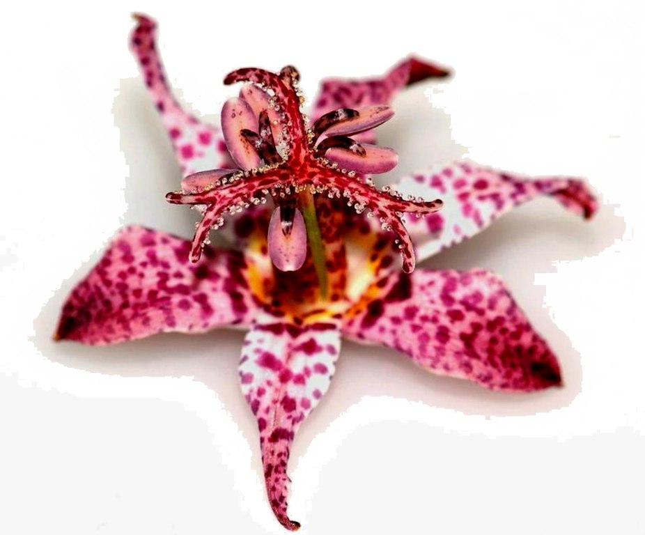 Toad Lily Seme