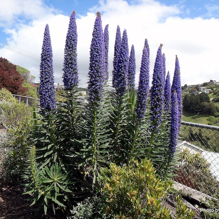 Plavi Toranj Dragulja Seme (Echium pininana)