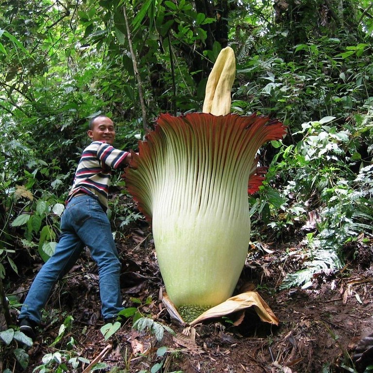 TITAN ARUM Seme (Amorphophallus titanum)