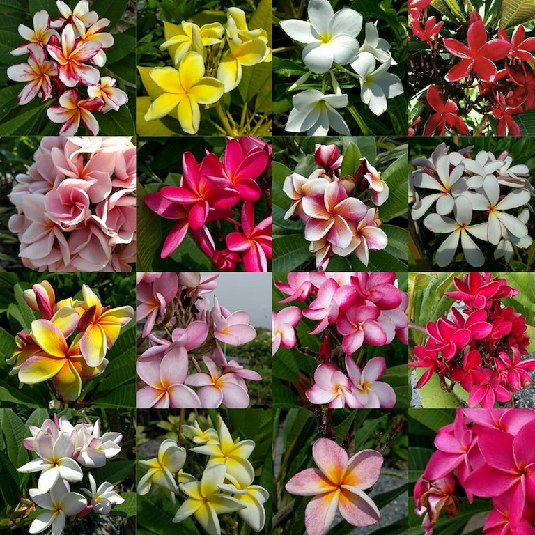 Plumeria Seme Ornamental mix