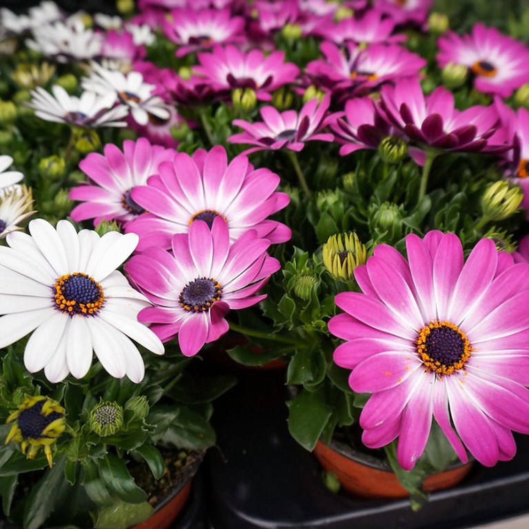 Osteospermum seme