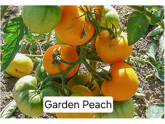 Paradajz Garden Peach 10 semena