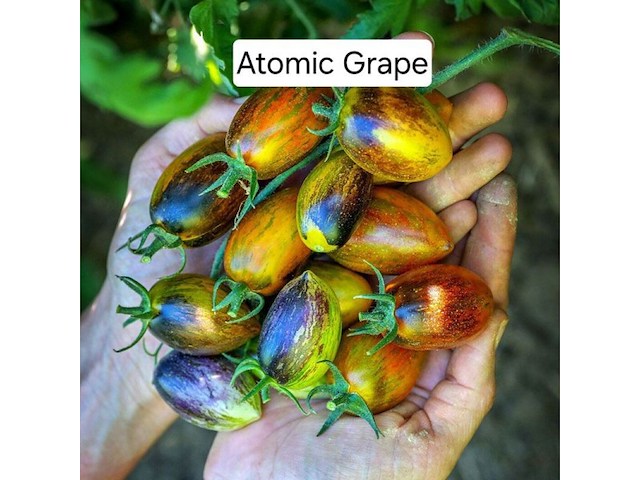 Atomic Grape paradajz 10 semena