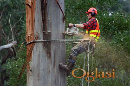 Obaranje drveca i kriticnih stabala Uzice i okolina