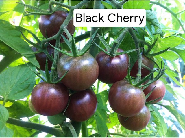 Paradajz Black Cherry 10 semena