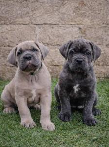 CANE CORSO ŠTENCI