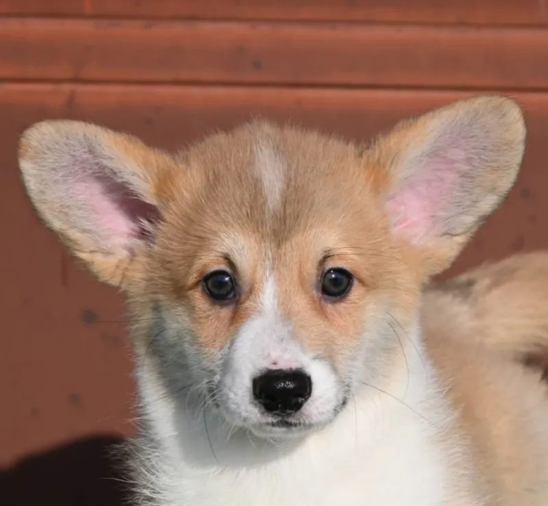 Velski korgi/Welsh Corgi Pembroke