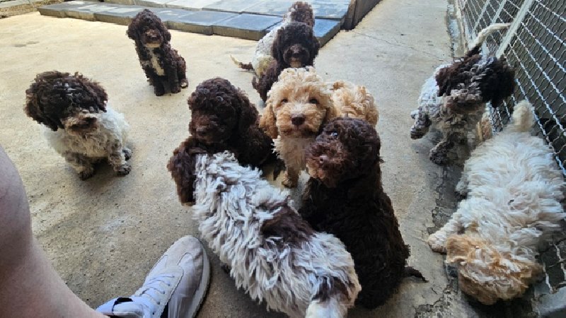 Lagotto Romagnolo, dostupni štenci