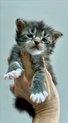 Maine Coon mače lepotica