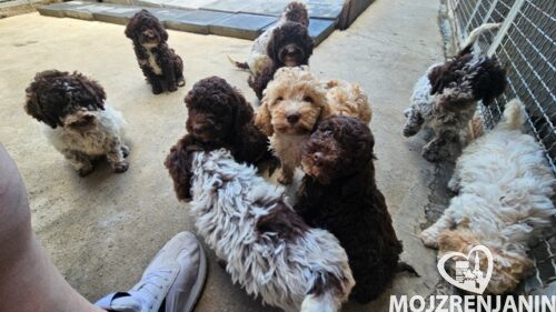 Lagotto Romagnolo, dostupni štenci