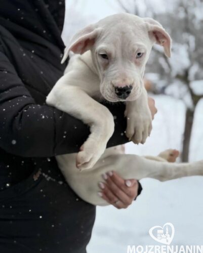 Dogo Argentino. zensko stene