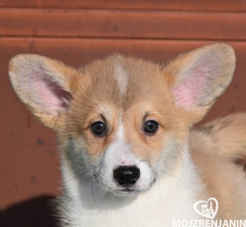 Velski korgi/Welsh Corgi Pembroke štenci